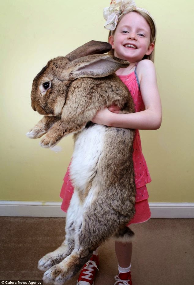 Najveći zec na svijetu, težak 23 kg, a dugačak 1,25 metara