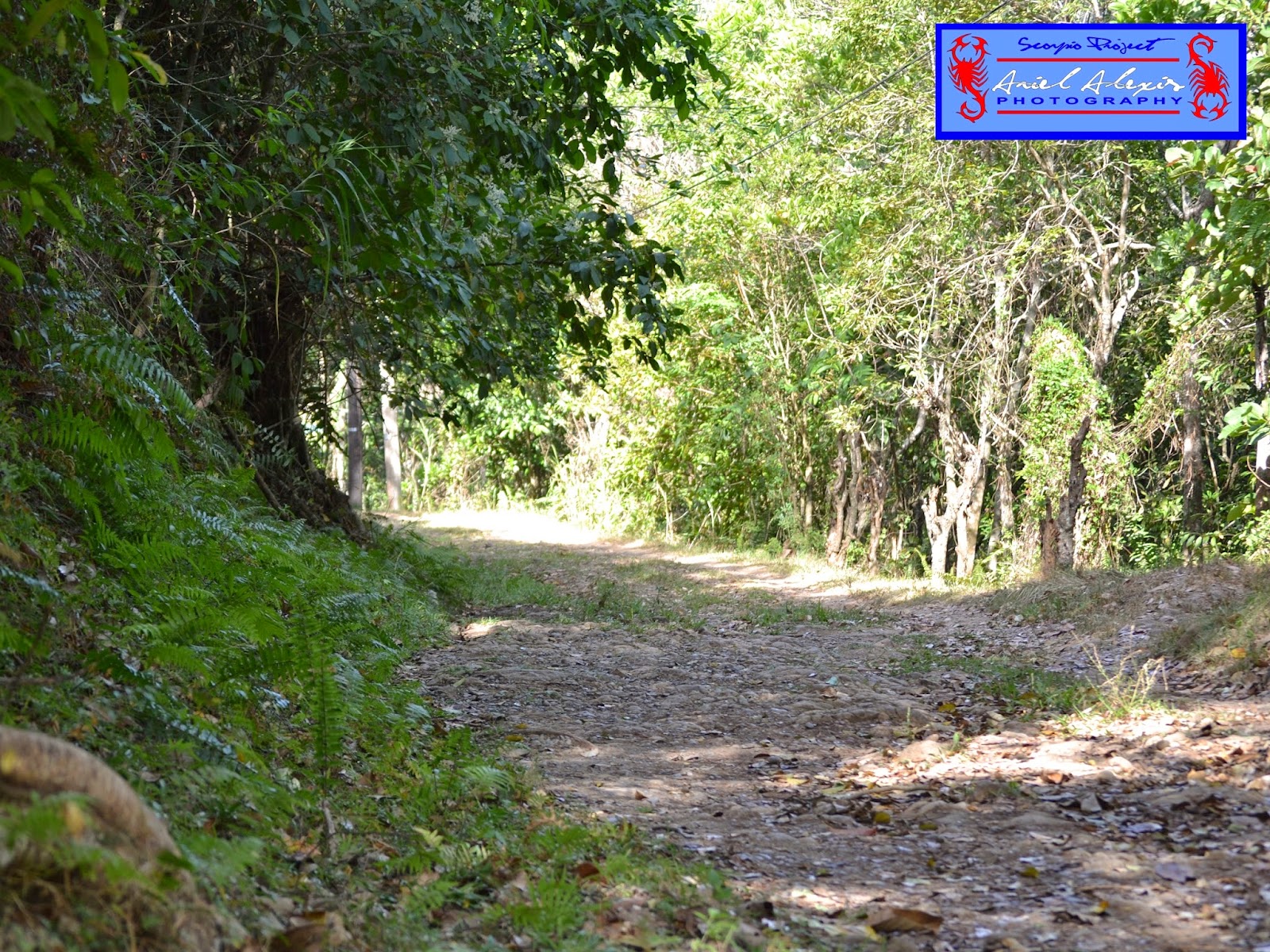 Scorpio's Sojourns: Musing at Bukidnon’s Mt. Musuan