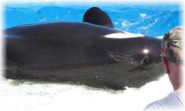 Voice of the Orcas: Elizabeth Shares Her SeaWorld Orca Images with the ...