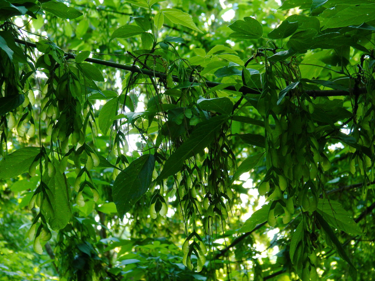 LA MULTI ANI, ROMANIA!: Fructe verzi