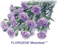 Dowd's Flower Shop: Moon Series Carnations