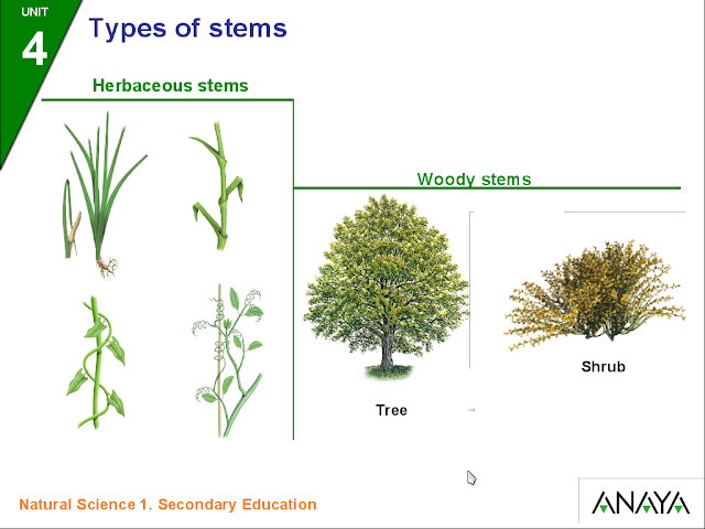 Biology and Geology 1: Stems and leaves
