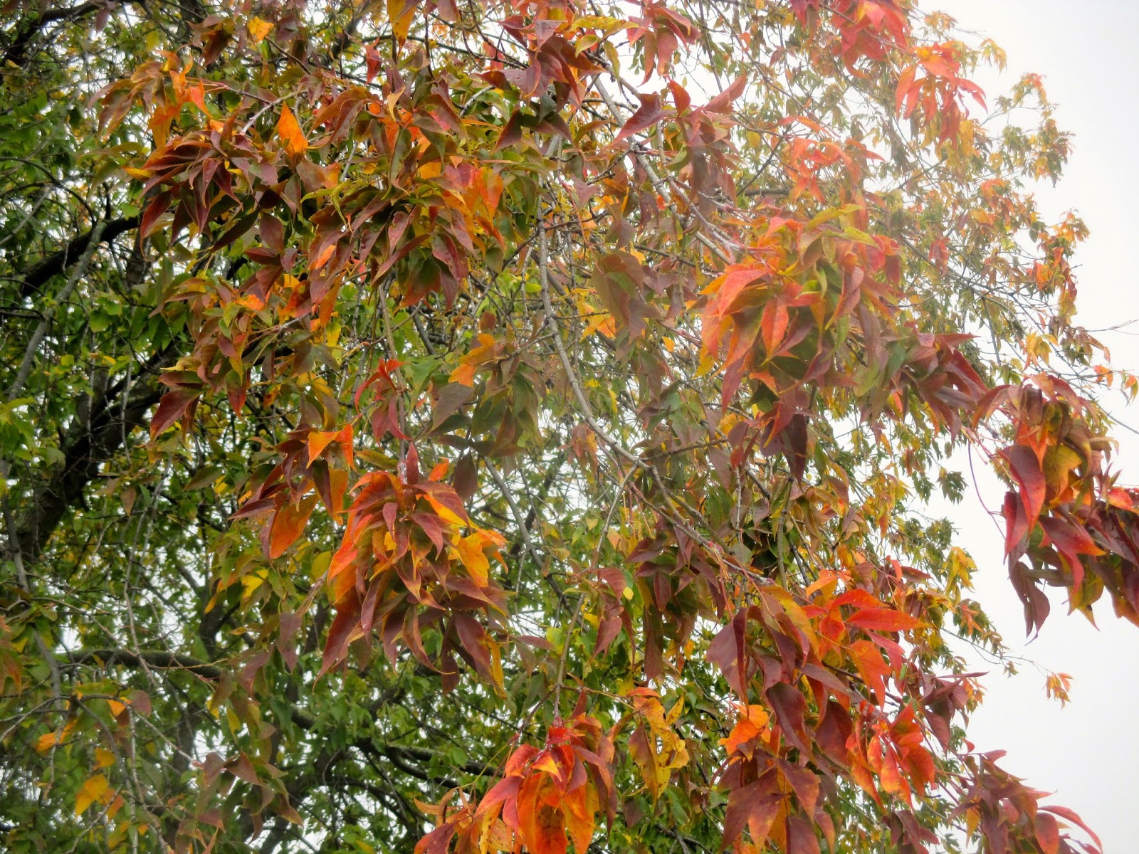 Art's Bayfield Almanac: BOX ELDER: IT'S TIME TO GIVE IT A BREAK!