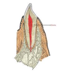 Aprendiendo embriologia buco-dental !!!: La dentina