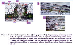 Ineu Masitoh Siti Nurjanah: BAB 2 Jaringan Tumbuhan
