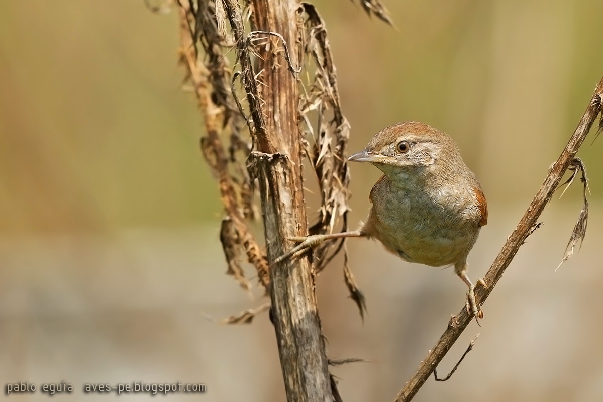 mis fotos de aves: Synallaxis albescens Pijui Cola Parda Pale-breasted ...