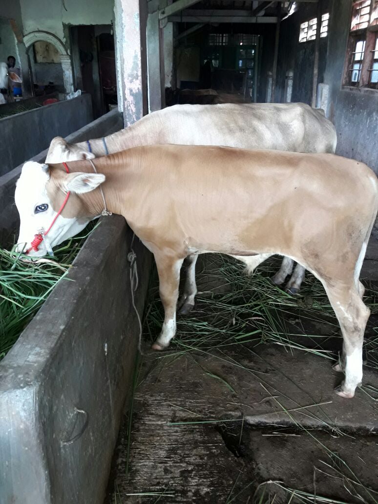 Penggemukan Sapi LIMPO-SIMPO Lebih Untung