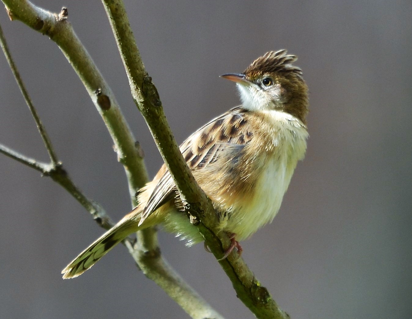 Imagens da vida animal: Fuinha-dos-juncos (Cisticola juncidis)
