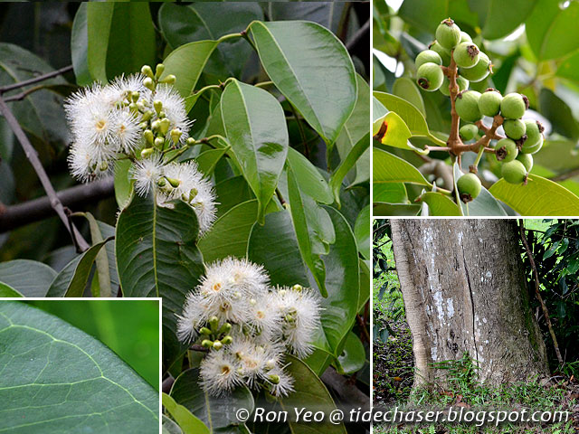 tHE tiDE cHAsER: Coastal Shrubs & Trees with Simple Leaves in Singapore