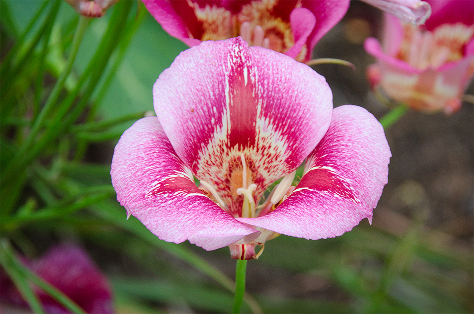 Linda Cochran's Garden: Calochortus