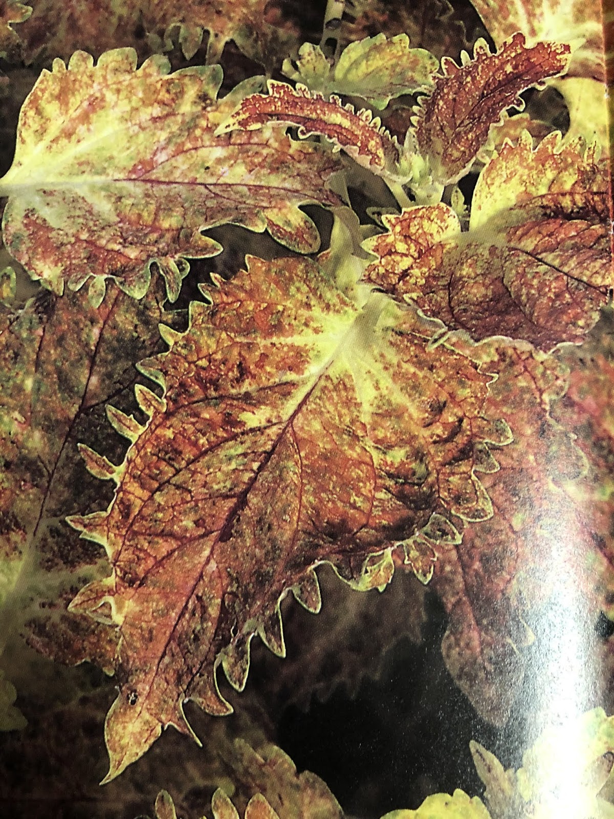 My Simple Garden: Variegated Plants