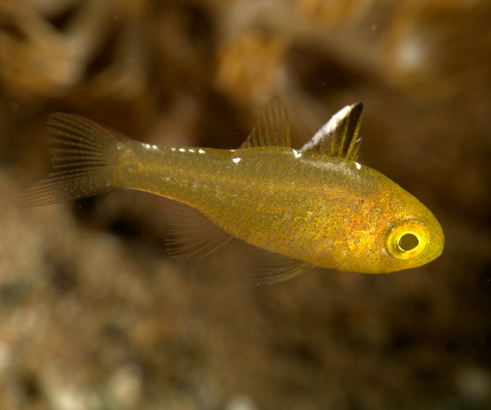 The Best of Underpressure Photography: Frostfin Cardinalfish- Anilao ...