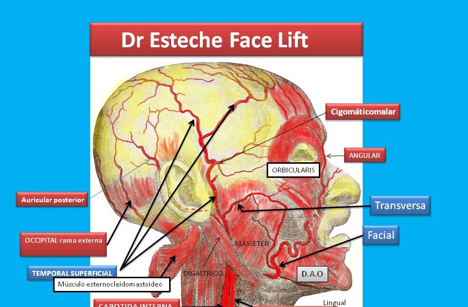 Dr.Esteche | Cirugía Plástica Facial | Cirugía Facial: 3 ...