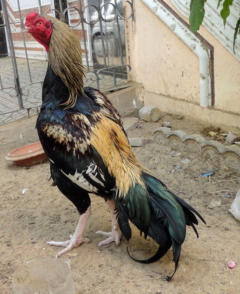 Syed Hammad Karachi Aseel cocks ~ Pakistani Aseel Photos