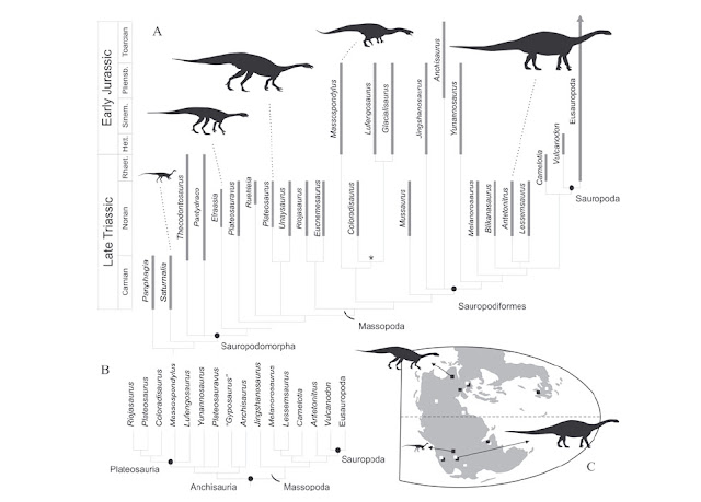 Evolutionary Vertebrate Zoology: 2012