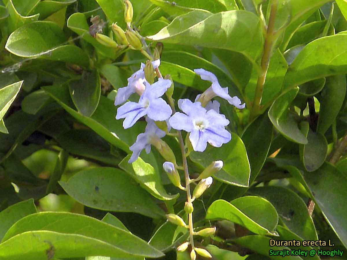 Medicinal Plants: Duranta erecta