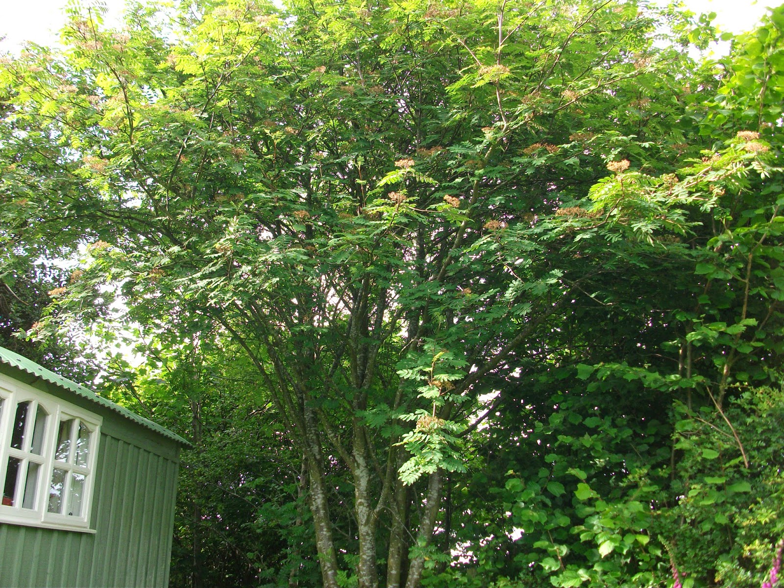 Following my rowan tree towards midsummer