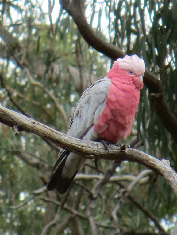Majura birds: Galah