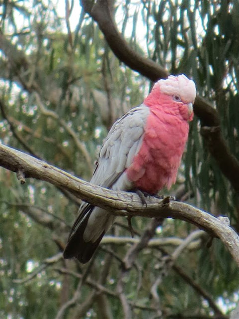 Majura birds: Galah