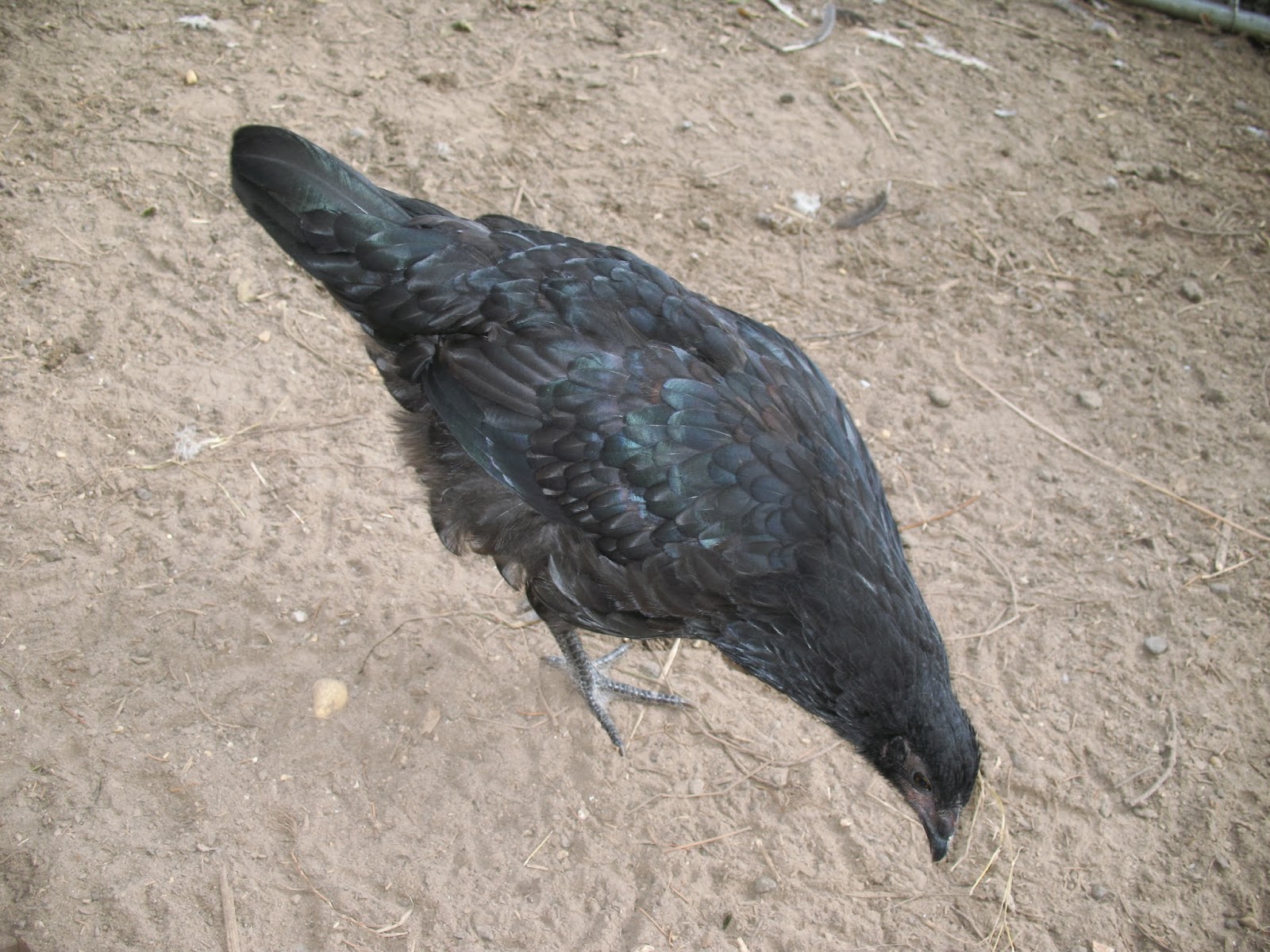 Razzberry Corner: Chicken update - Big Bird and Unnamed Black and Blue ...