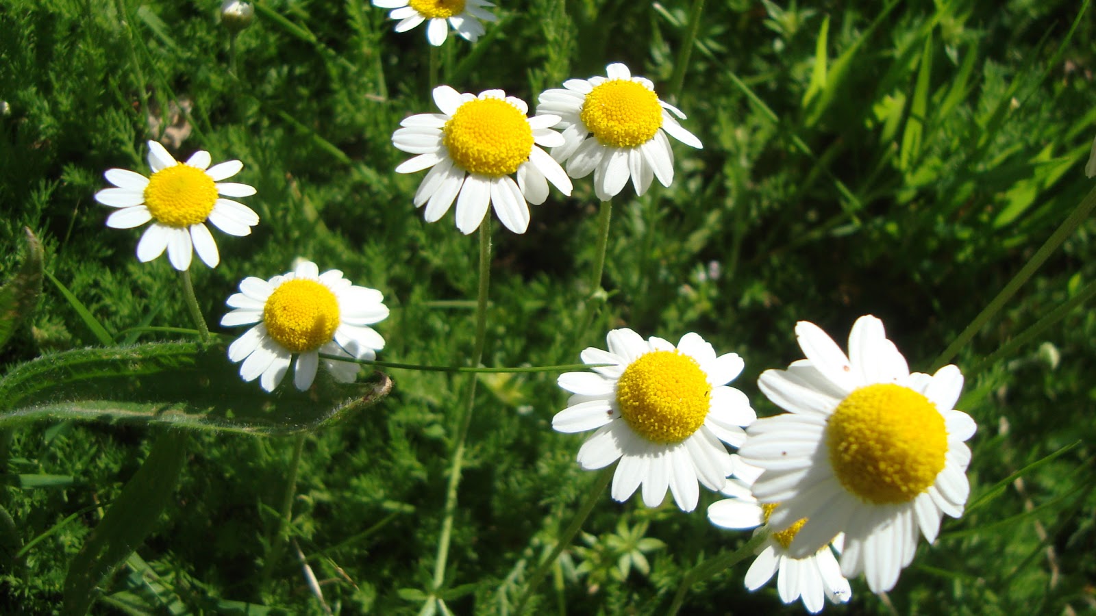 MANZANILLA - El Jardín de Elbe