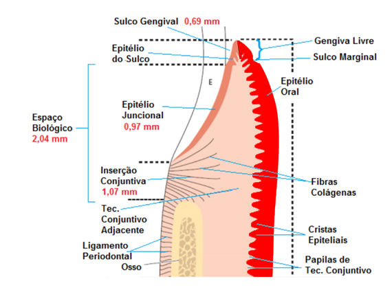 Aula de Periodontia - Anatomia, Histologia e Fisiologia do Periodonto ...
