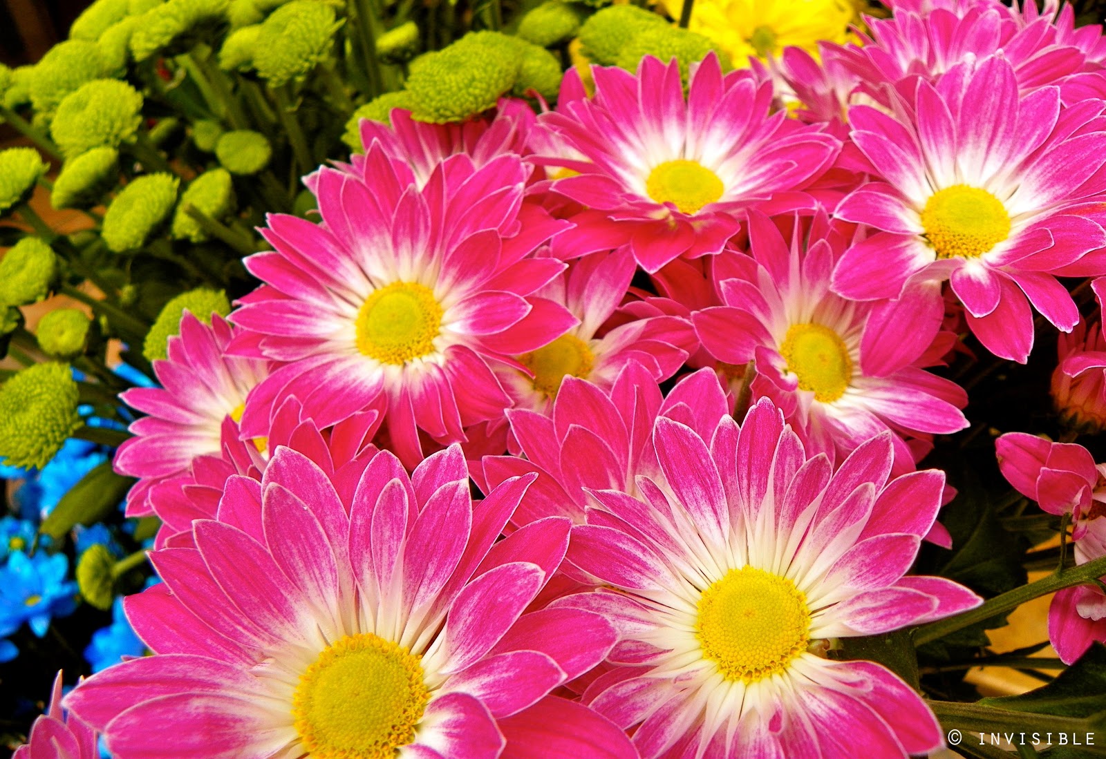 Invisible SLG Photos: Margaritas grandes rosas