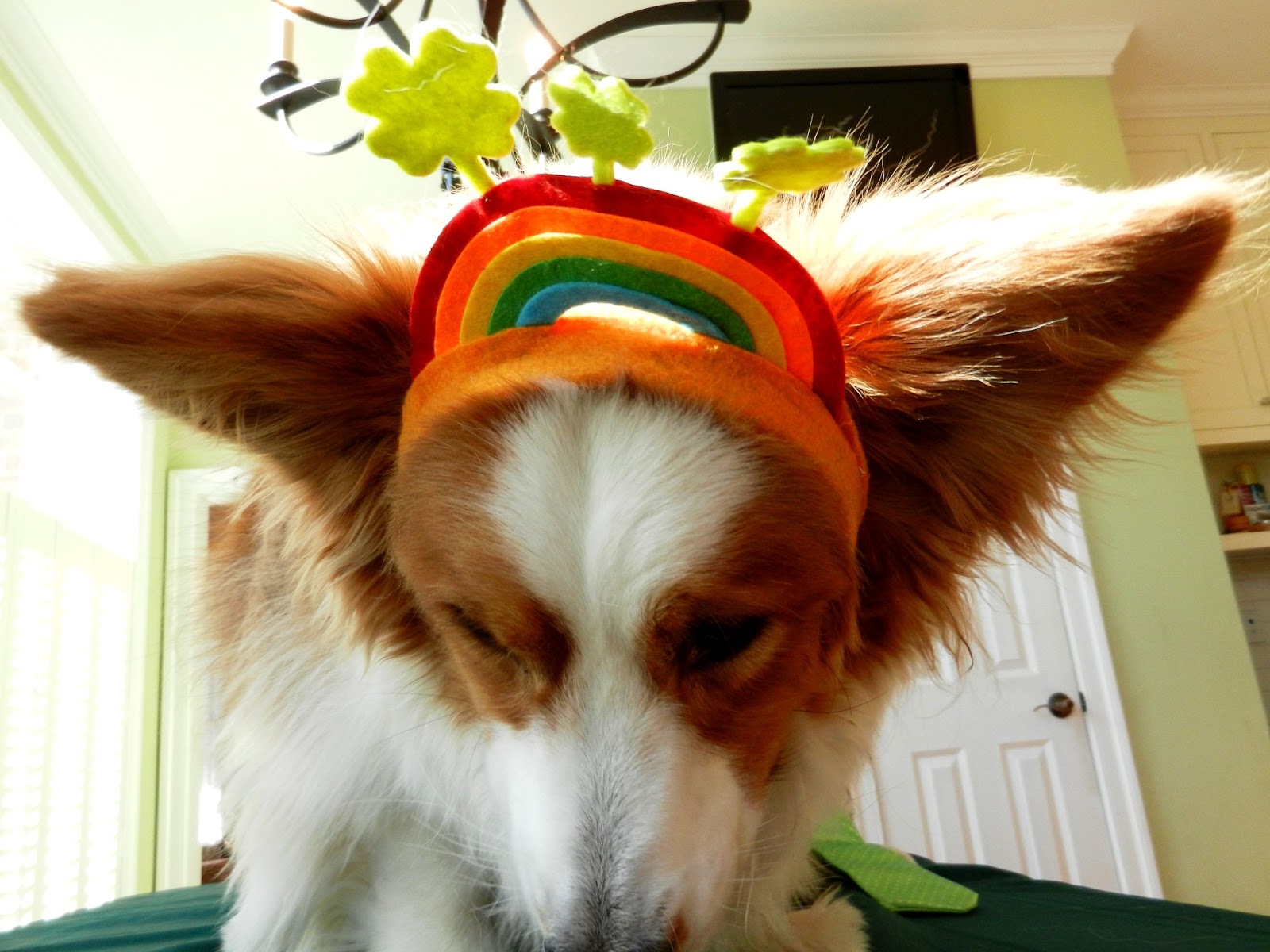 The Chronicles of Cardigan: A Corgi Limerick for Ye - Third (and final ...