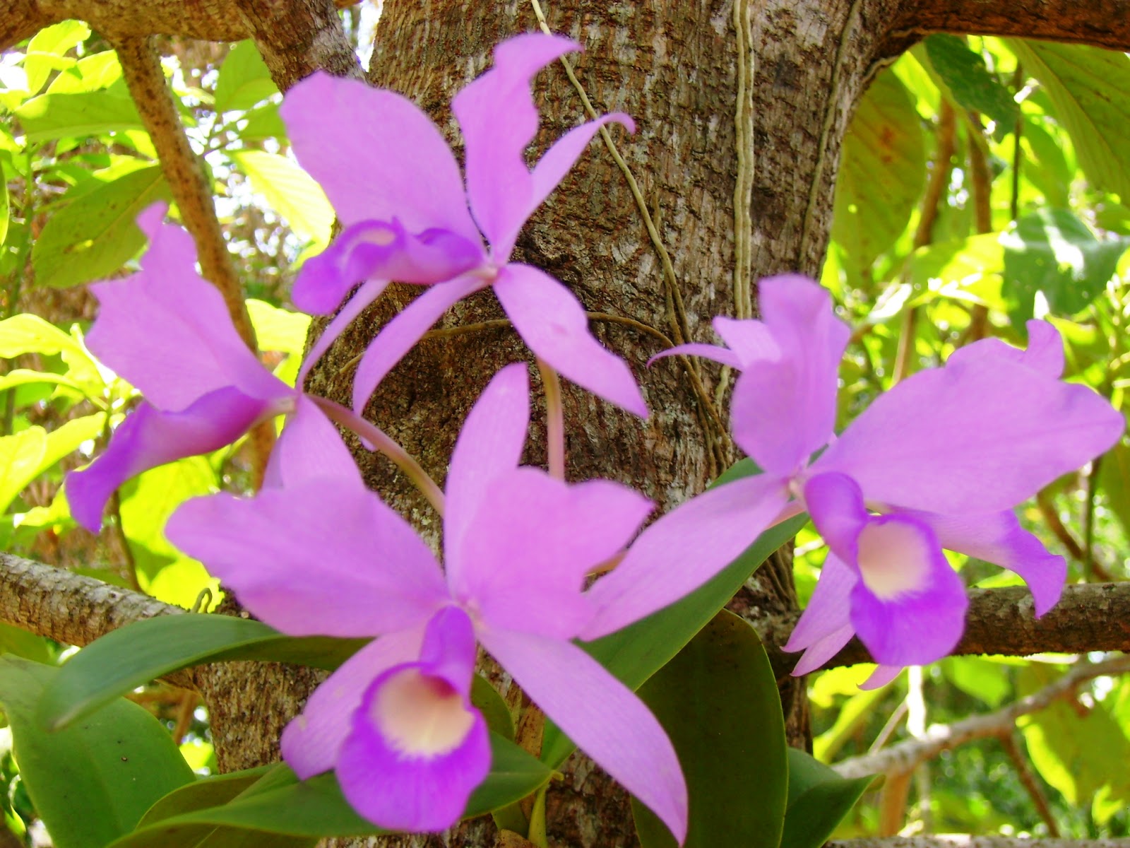 Costa Rica: Costa Rica orchid / guaria morada (Guarianthe skinneri ...
