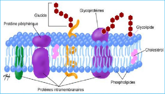 Membrane cellulaire Définition et Structure avec Schémas | Bio faculté