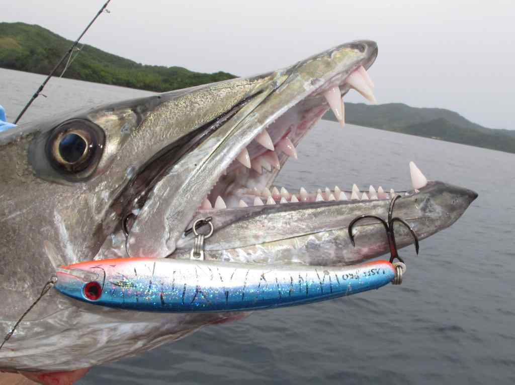 Tips Dan Cara Memancing Ikan Barakuda