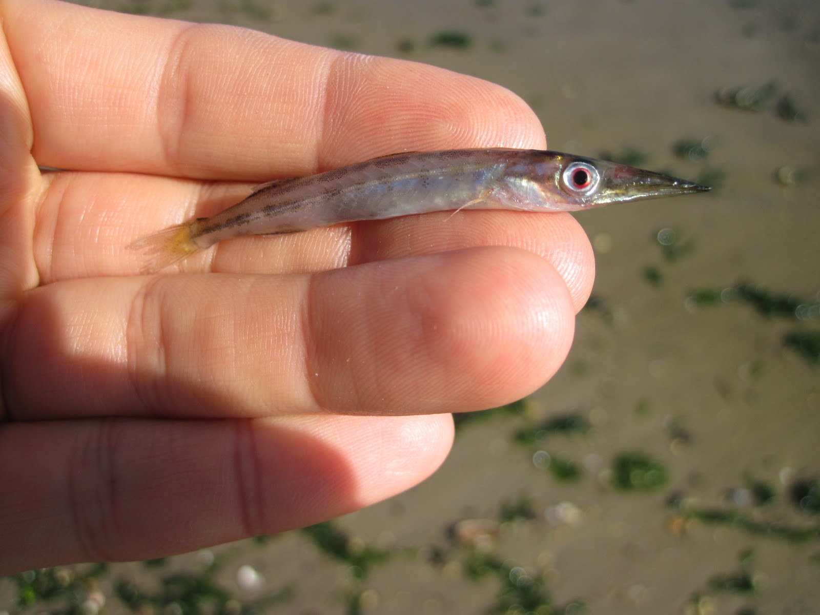 Baby Barracuda