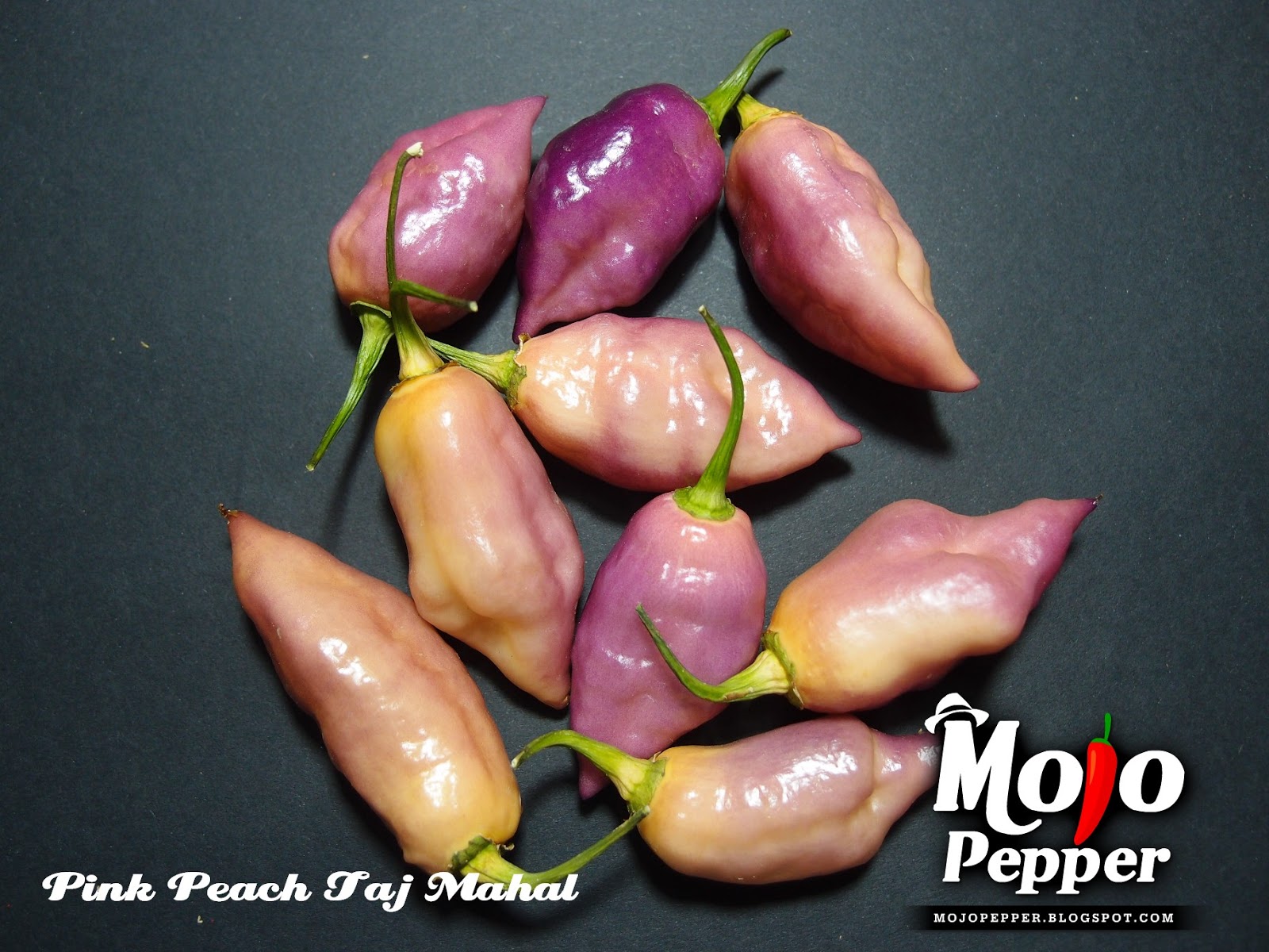The Mojo Pepper - Just a Chili Pepper grower
