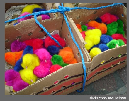 Pollitos tiernos de color azul - Imagui