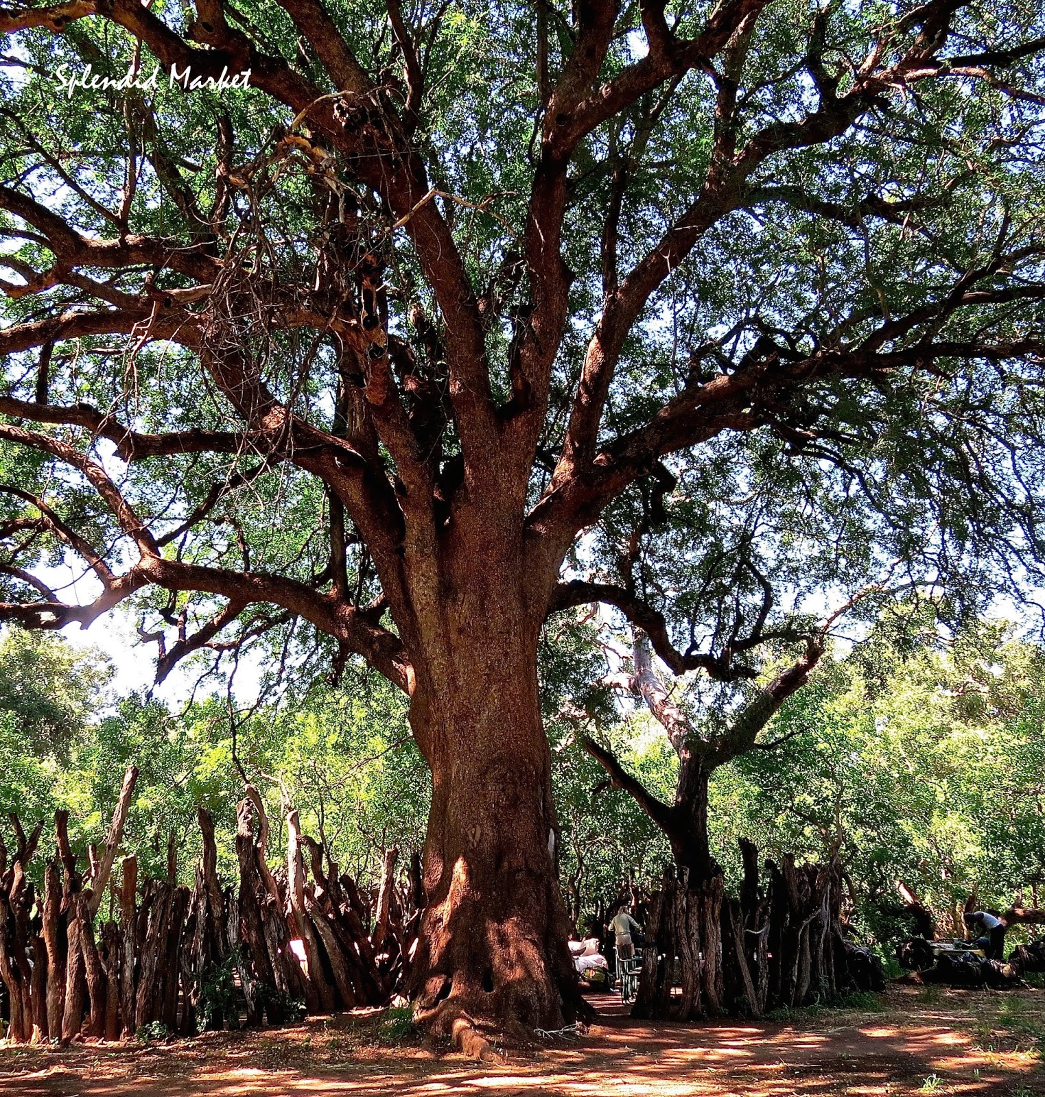 The Kgotla, Botswana…