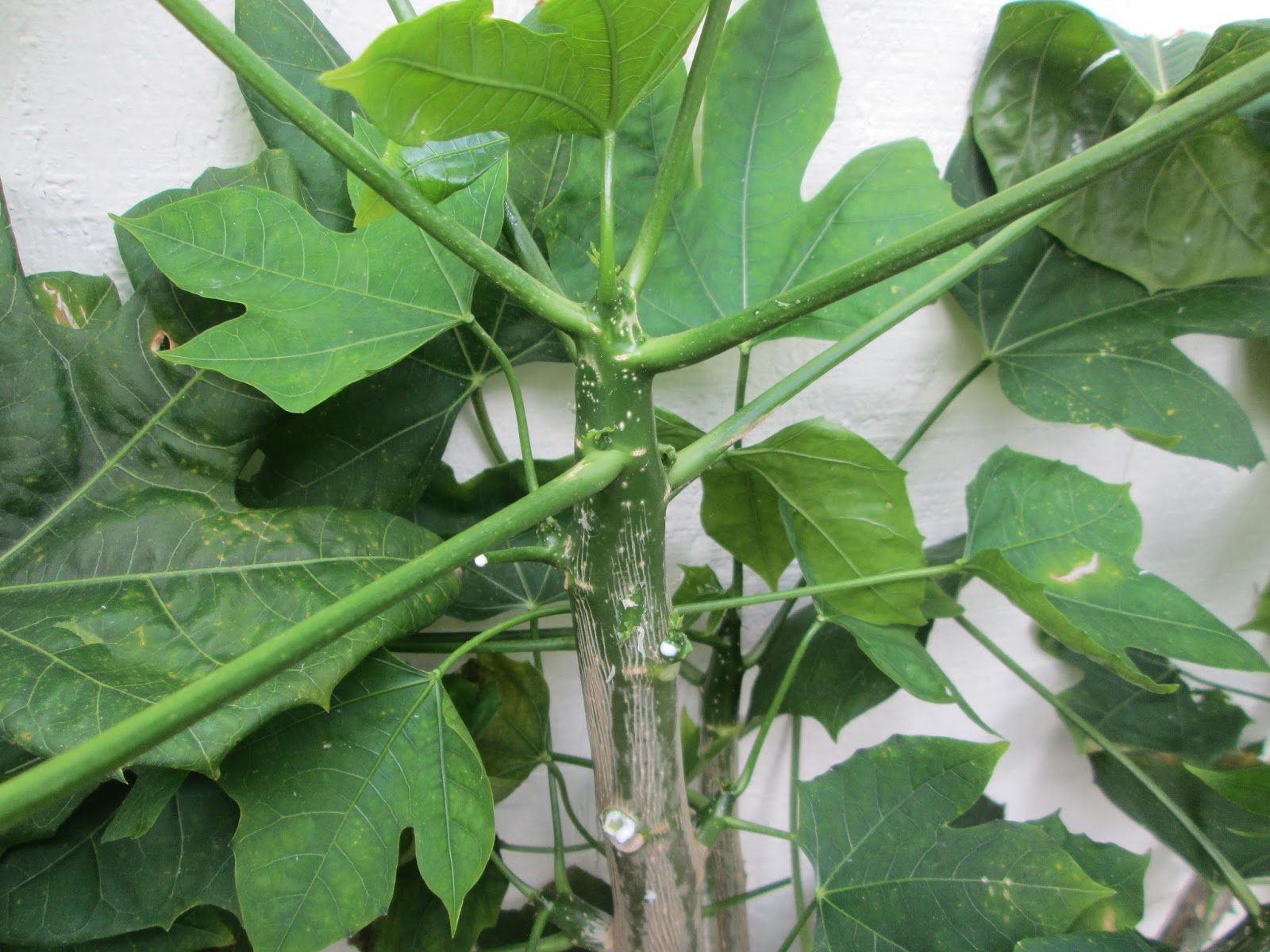 Garden Notes from Hawaii: CHAYA (Cnidoscolus chayamansa)