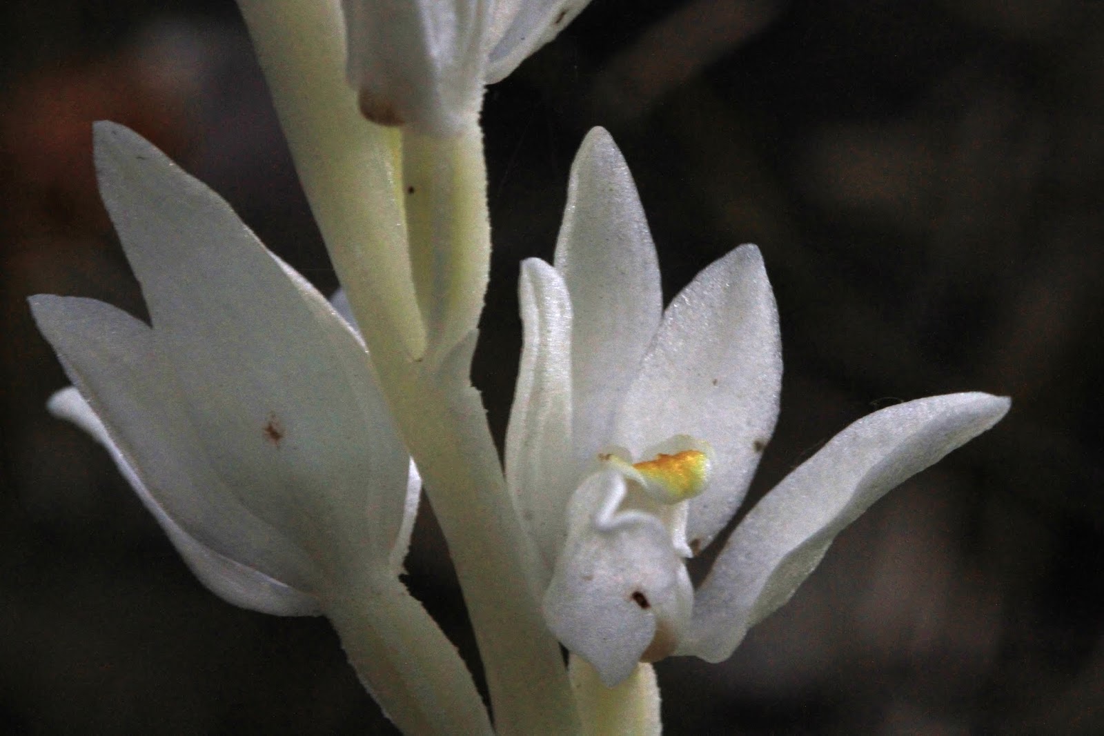 Native Orchids of the Pacific Northwest and the Canadian Rockies (and ...