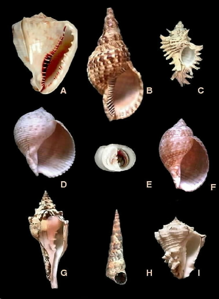 Moluscos: Gastropoda