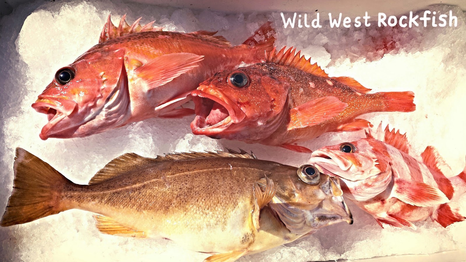 Wild West Commercial Fishing: Local Seafood, San Diego, California ...