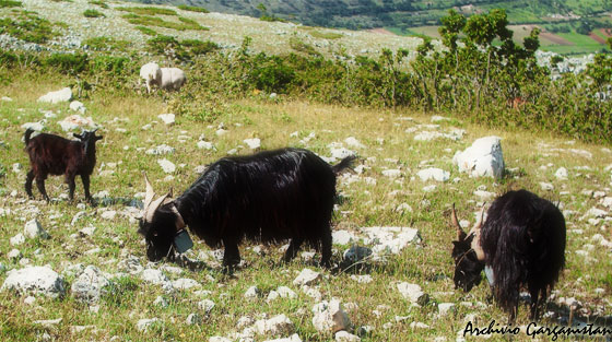 Garganistan: La Capra Garganica