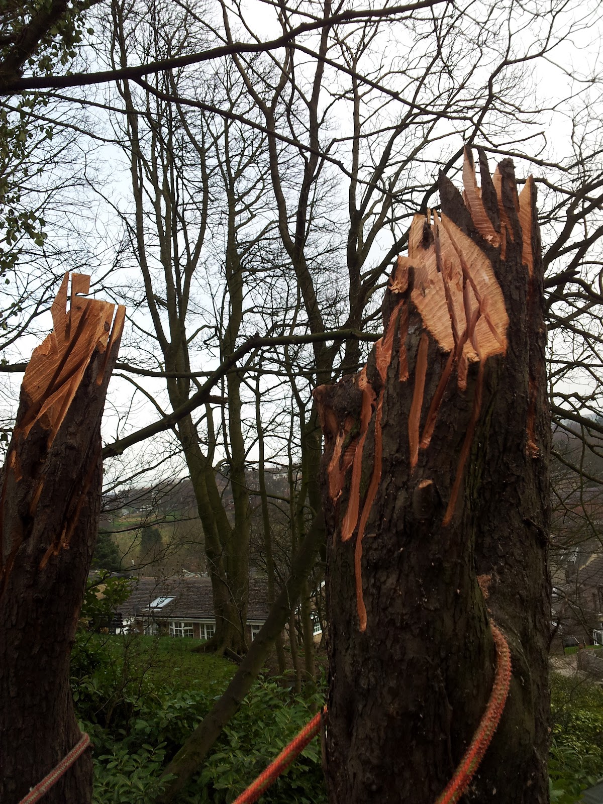 Arbography: Coronet Cuts