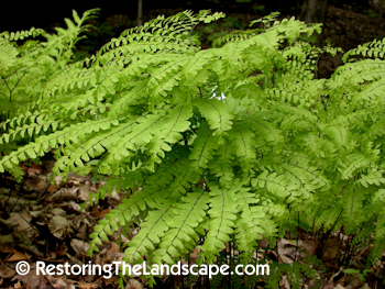 Restoring The Landscape With Native Plants: Native Plant of the Week ...
