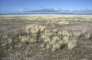 Morgan Plant Ecology Blog: The rise of grasses and grasslands in Australia
