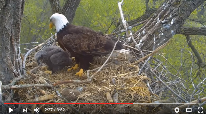 Raptor Resource Project Blog: Eaglet Growth and Development: Week Four