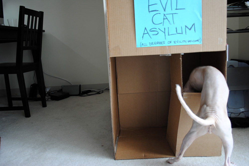 Of The Fountain: Evil Cat Asylum