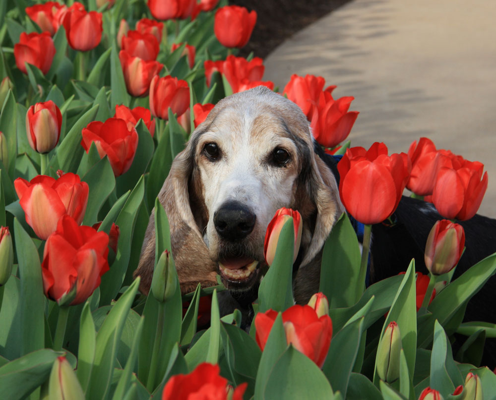 Jake's Takes: Basset Thoughts