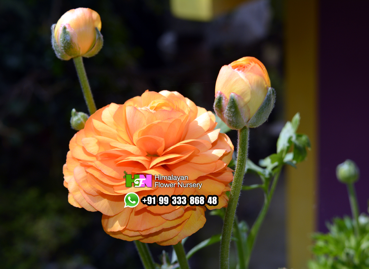Himalayan Flower Nursery: Ranunculus bulbs or tubers