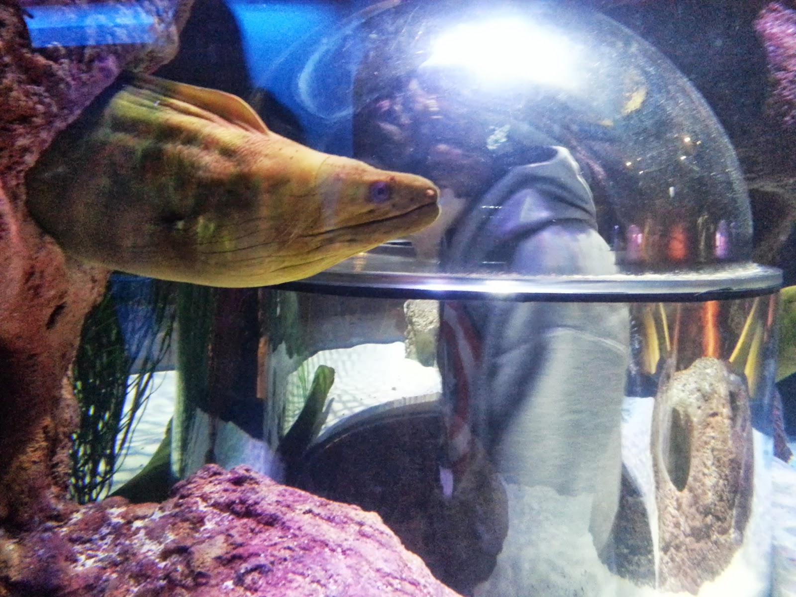 The Brick Castle: The New SEA LIFE Centre, Trafford Park, Manchester