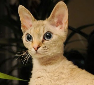 kot,kociak: KOT DOMOWY-RASY-DEVON REX