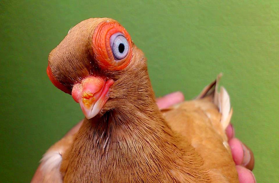 yellow vienna short face tumbler chick | WELCOME TO PIGEON LOVERS